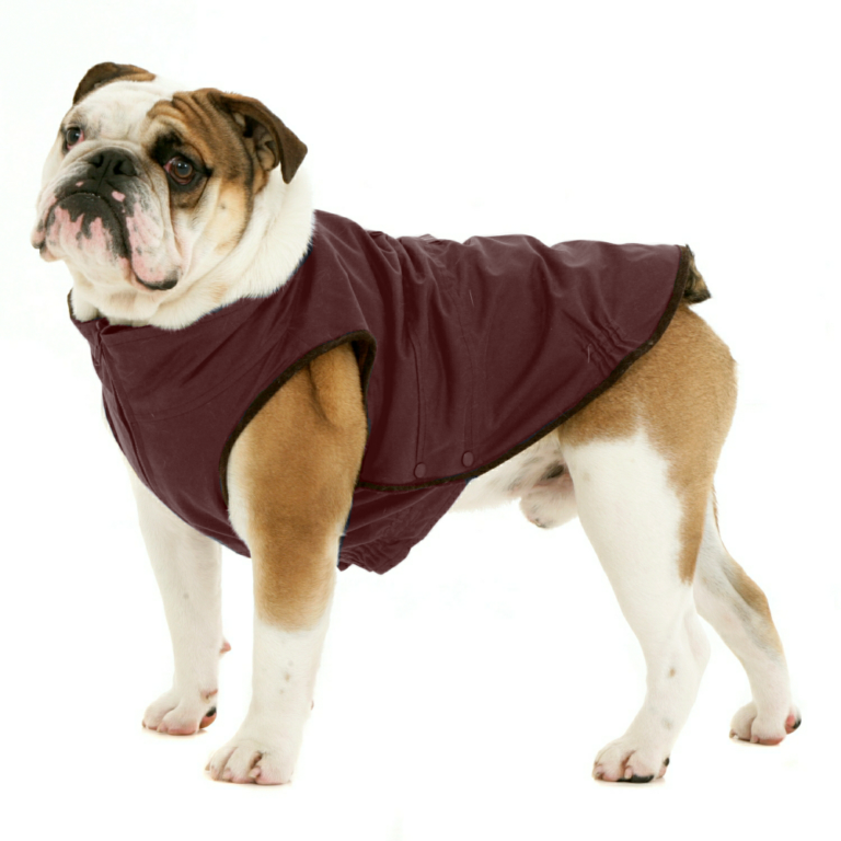 Windsor Jacket for Bulldog – Dogissimo